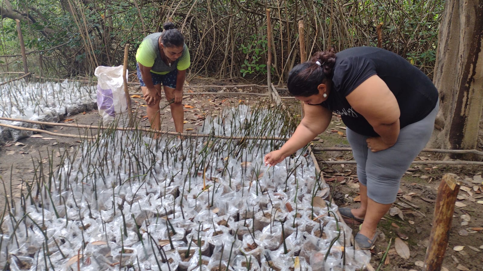 Reforestan manglar de Chomes de Puntarenas